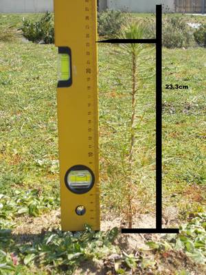 Mesures des Pins maritimes